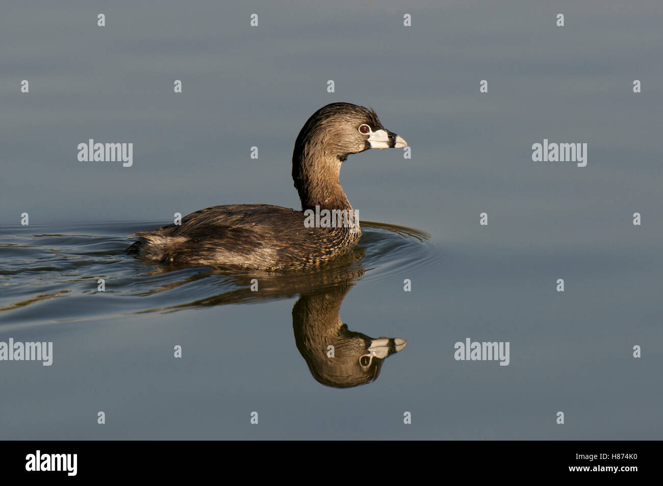 Pied-billed Grebe (Podilymbus podiceps) swimming, Sao Paulo, Brazil ...