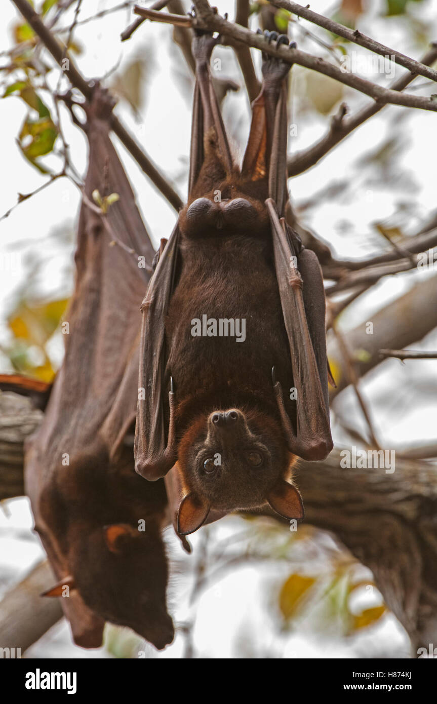 Little Red Flying Fox (Pteropus scapulatus) males roosting, Townsville ...