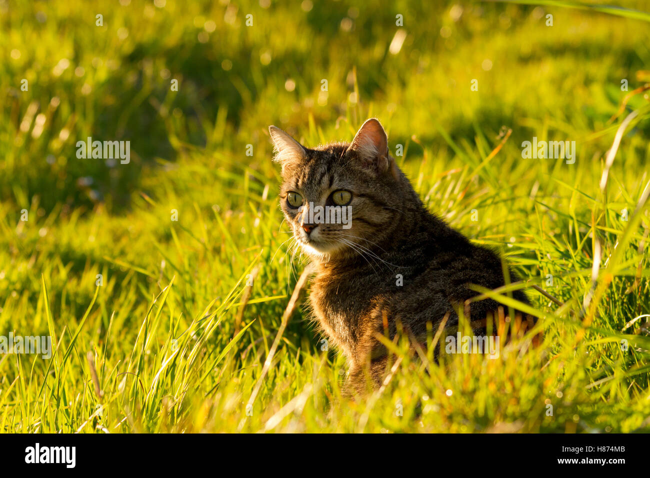 Tabby_cat hi-res stock photography and images - Alamy