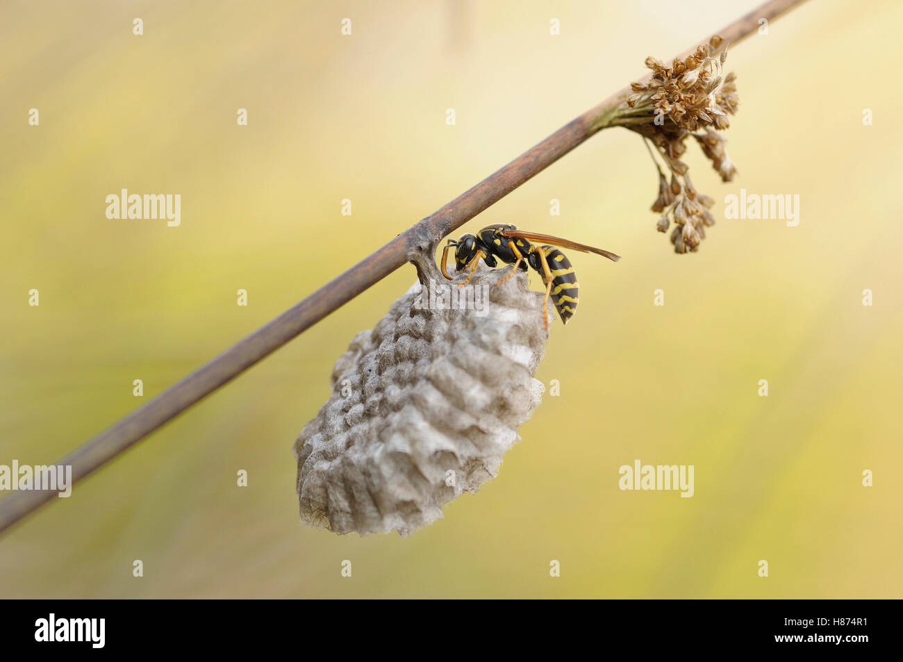 European Paper Wasp (Polistes dominulus) at nest on Soft Rush (Juncus ...