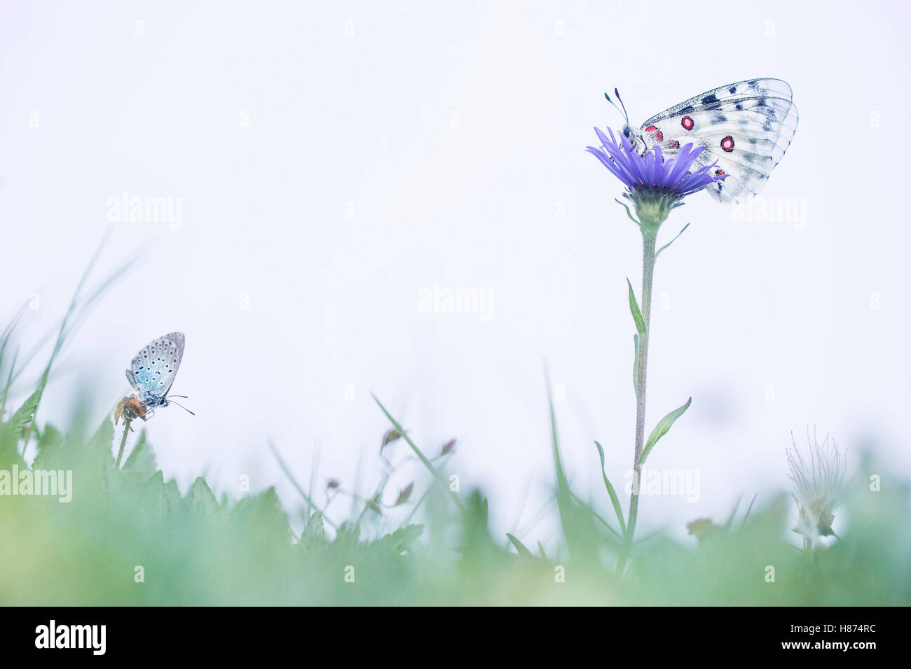 Large Blue Butterfly (Maculinea Arion) and Mountain Apollo (Parnassius ...