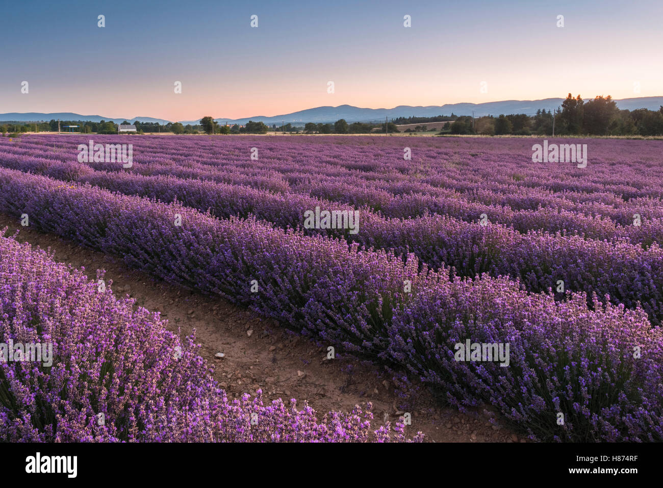 English Lavender (Lavandula angustifolia) field, Provence, France Stock ...