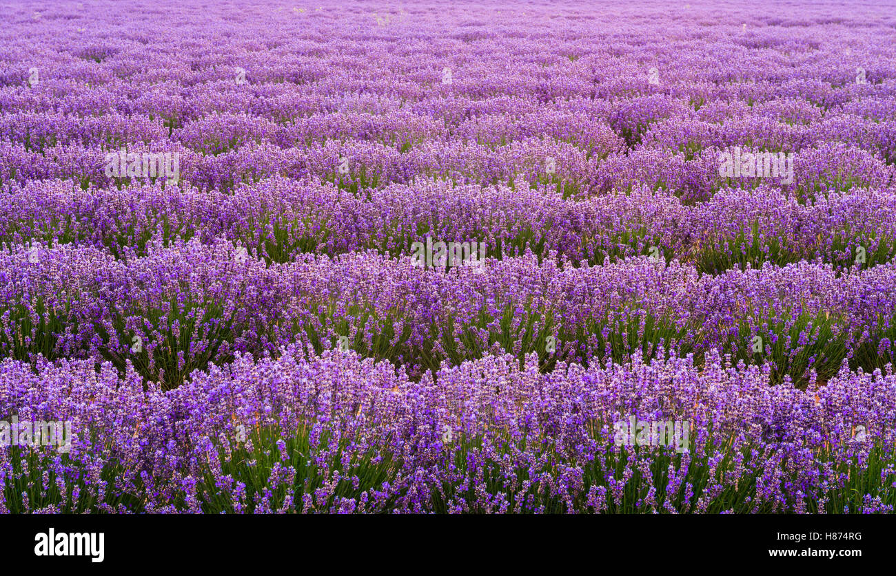 English Lavender (Lavandula angustifolia) field, Provence, France Stock ...