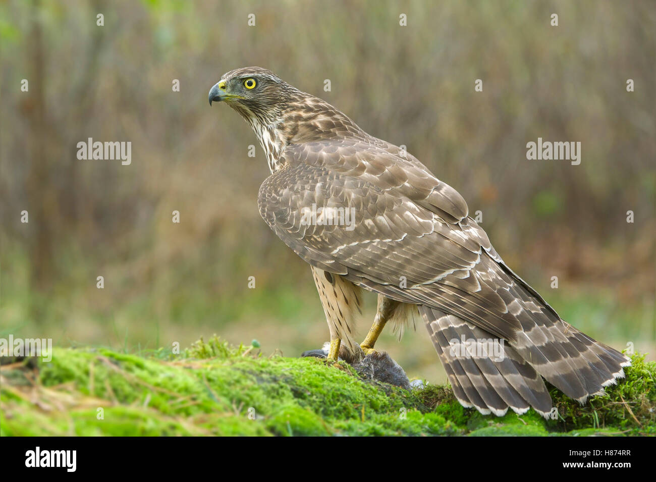 Northern Goshawk (Accipiter gentilis) with prey, Netherlands Stock ...