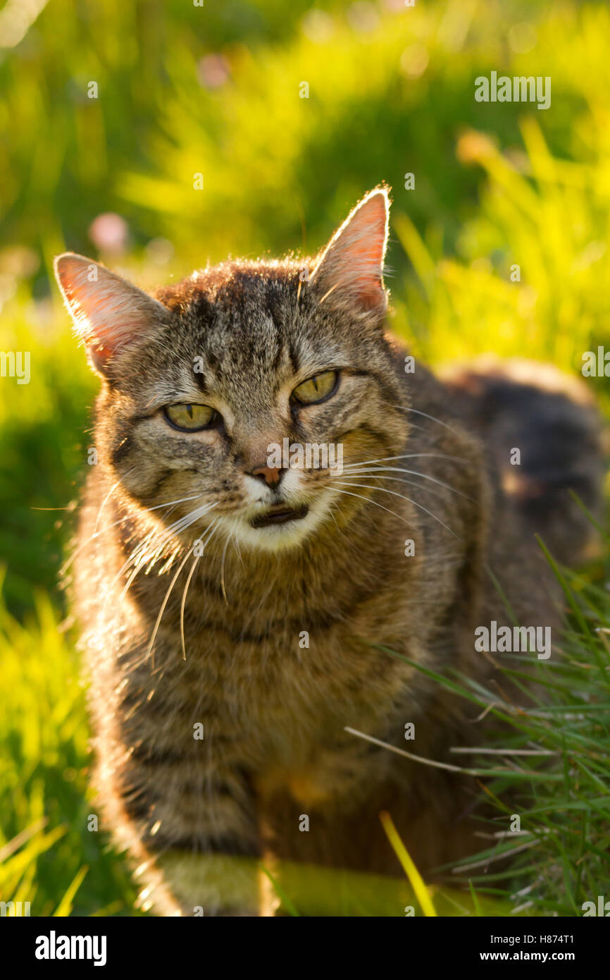 Happy tabby cat hi-res stock photography and images - Alamy