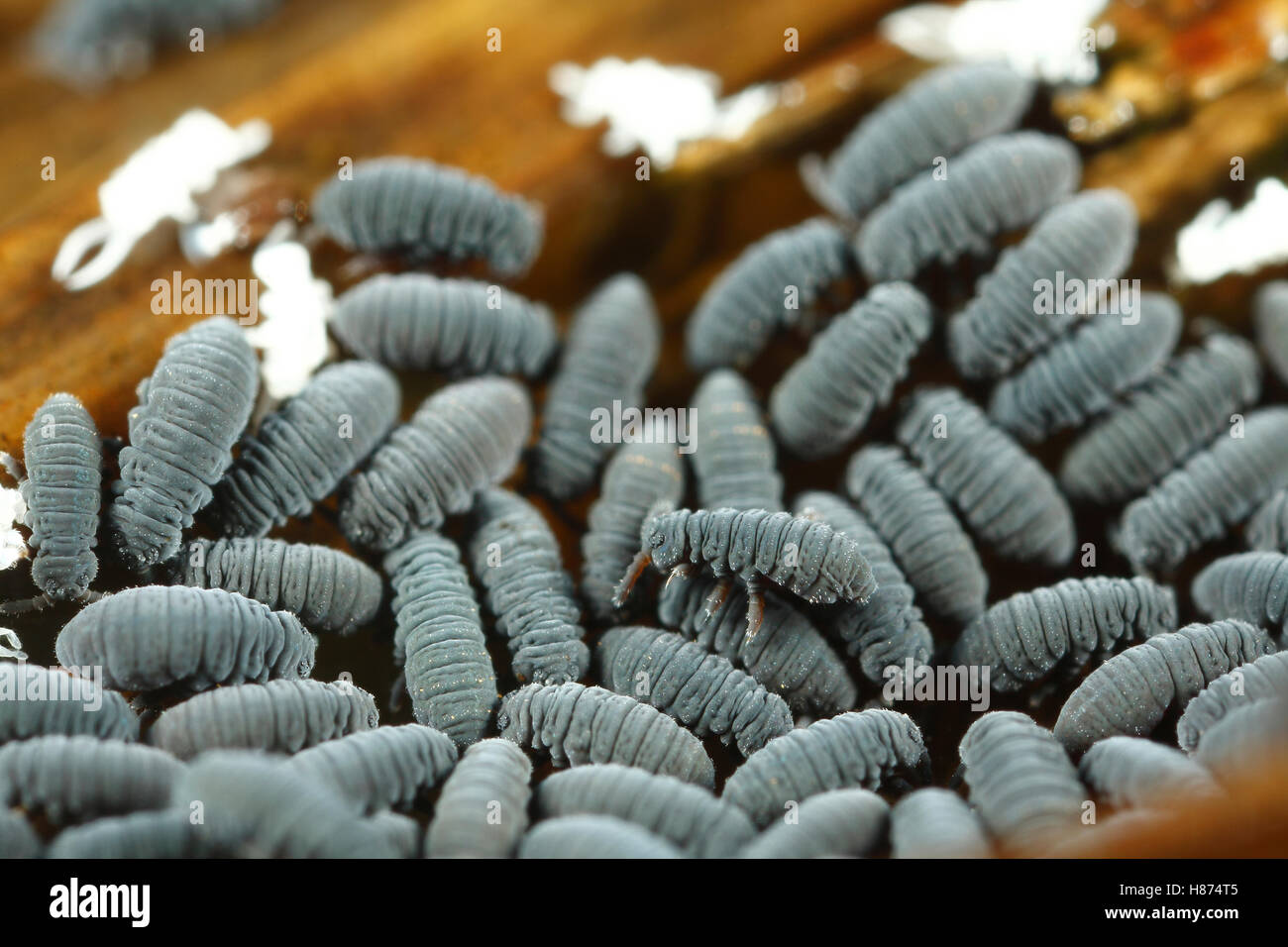Water Springtail (Podura aquatica) group, Groningen, Netherlands Stock ...