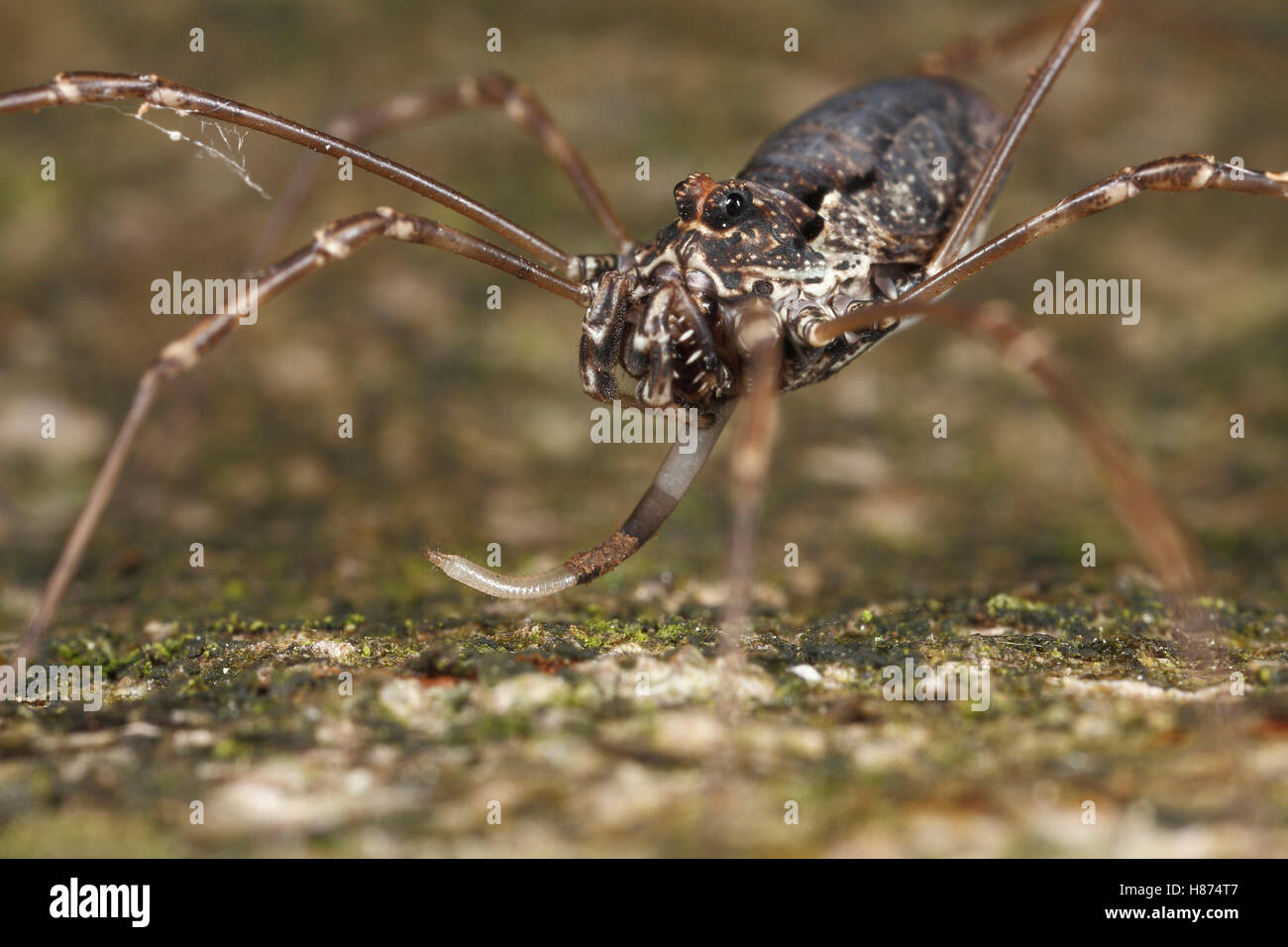 Harvestman (Platybunus pinetorum) female showing ovipositor, Drenthe ...
