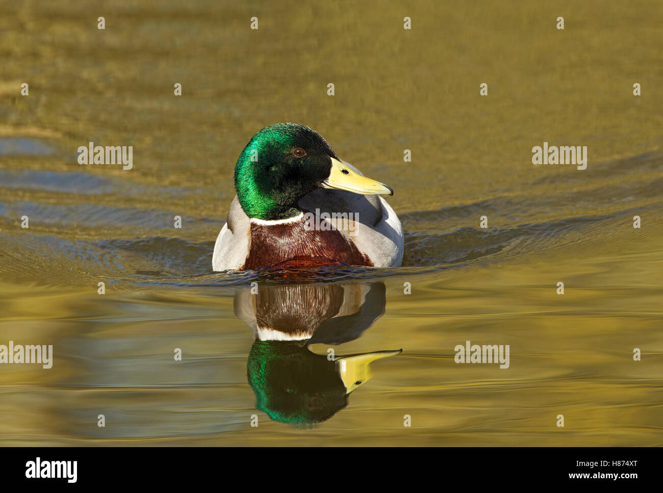 Mallard swimming forward with reflection, glowing gold, green,and brown ...