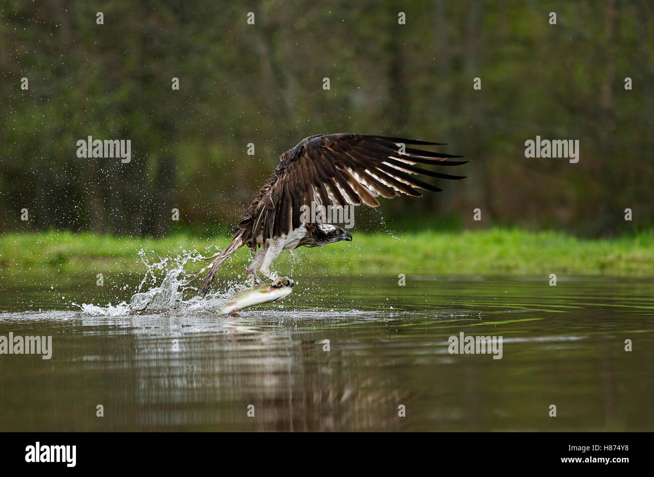 Female Osprey High Resolution Stock Photography and Images - Alamy
