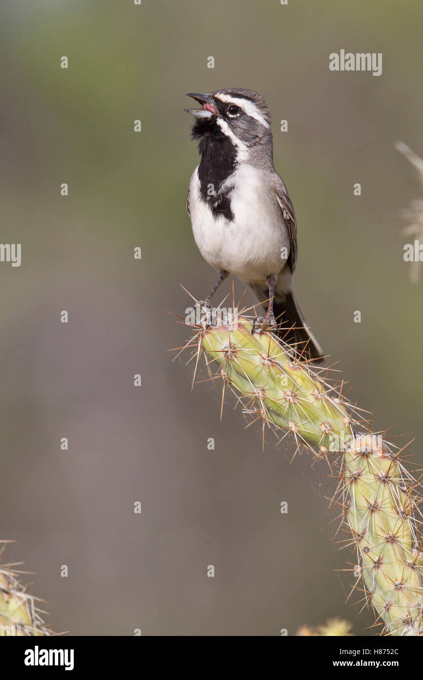 Black-throated Sparrow (Amphispiza bilineata) on cactus calling ...