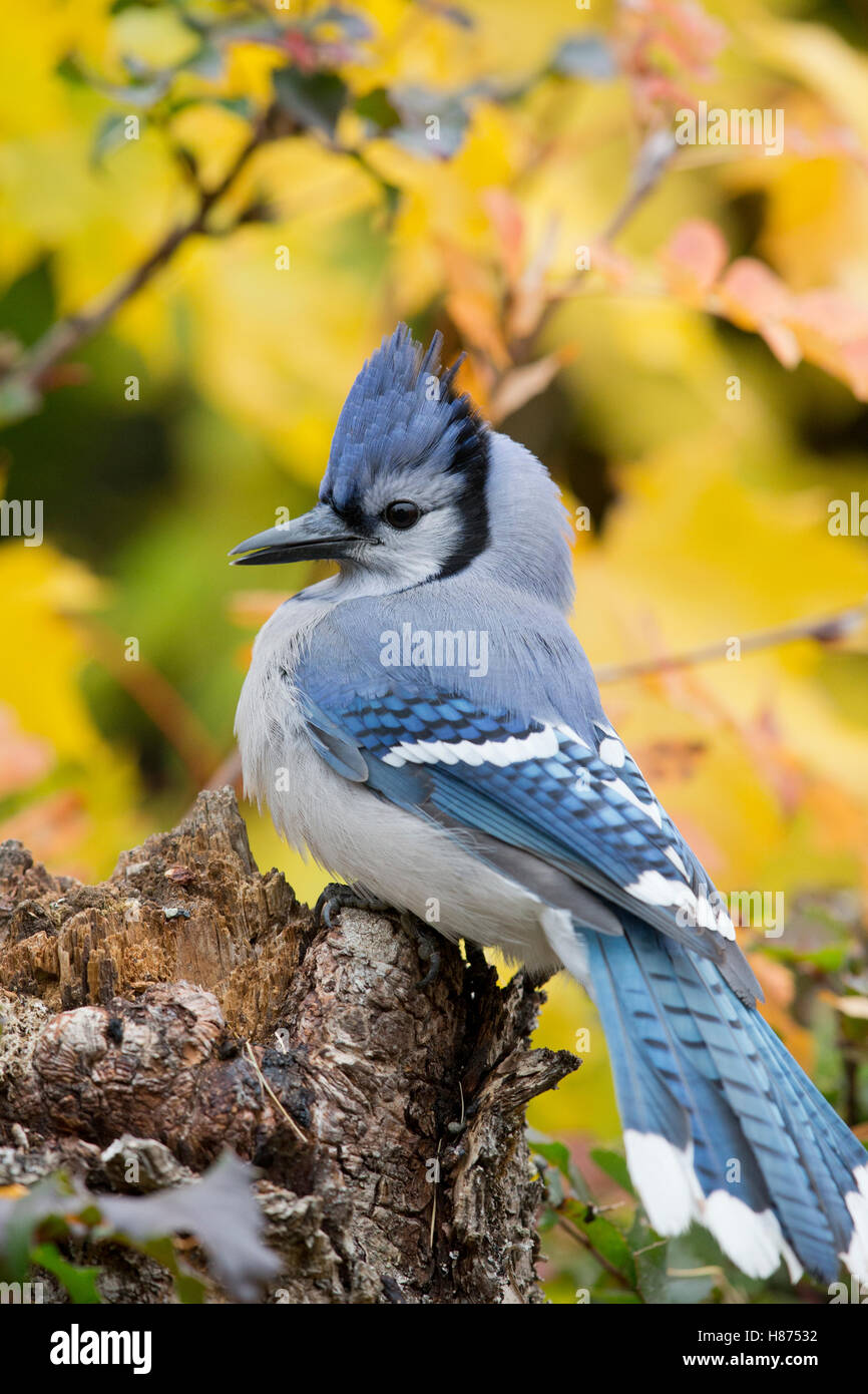 Blue Jay (Cyanocitta cristata), western Montana Stock Photo - Alamy