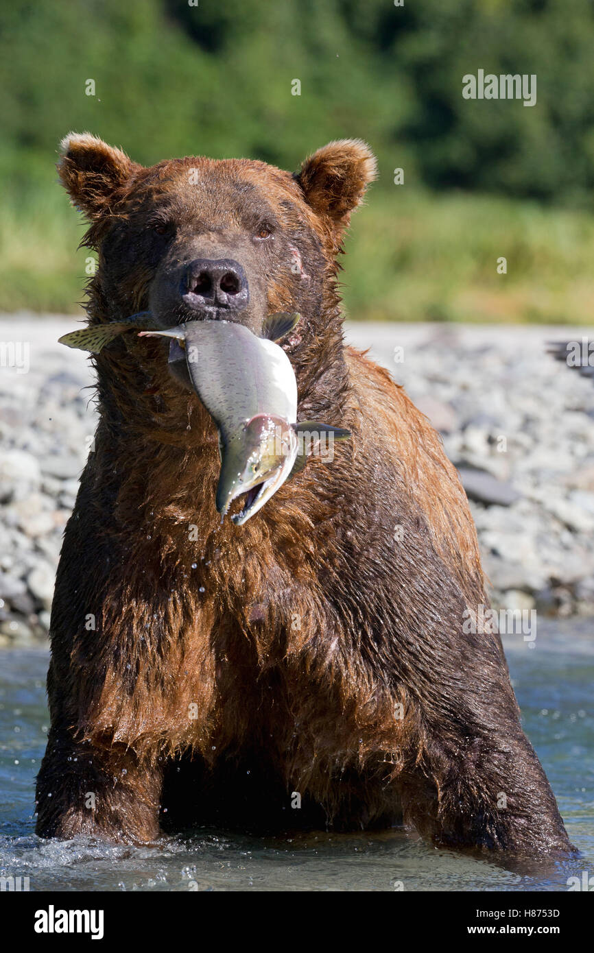 Grizzly Bear (Ursus arctos horribilis) with salmon prey, Geographic ...