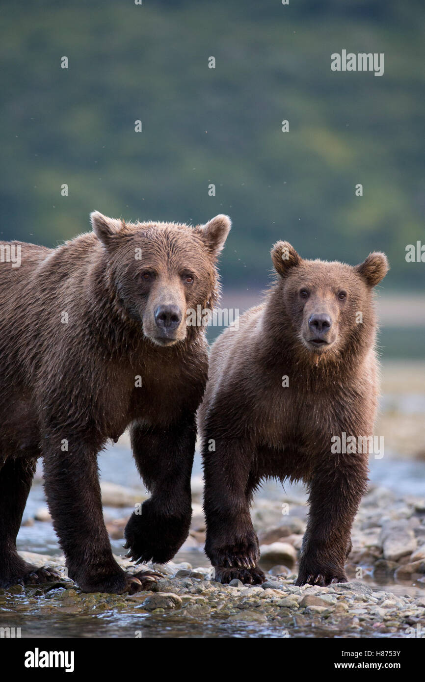 Grizzly Bear (Ursus arctos horribilis) mother and two year old cub ...