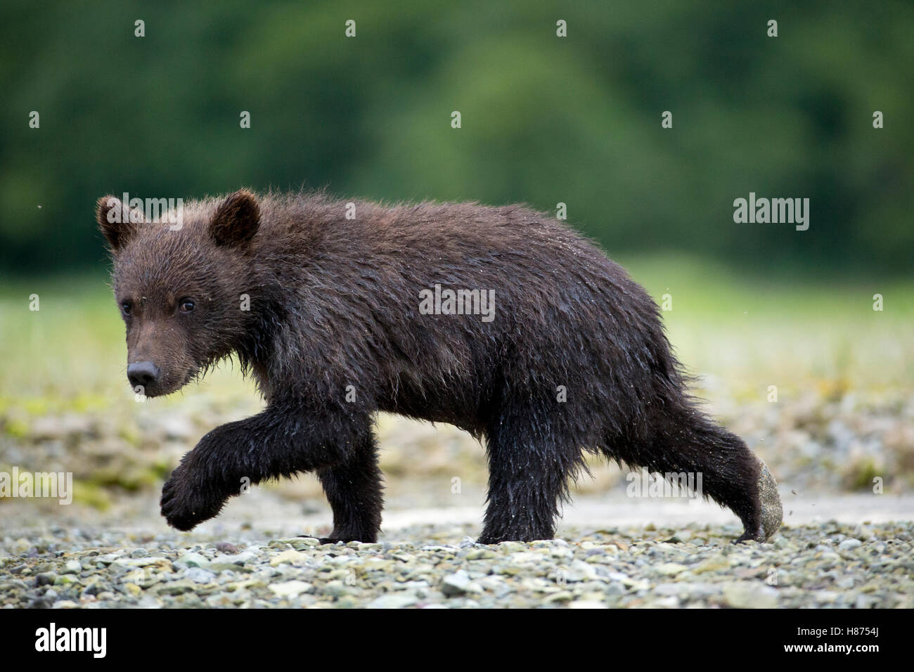 Grizzly Bear (Ursus arctos horribilis) cub, Geographic Harbor, Alaska ...