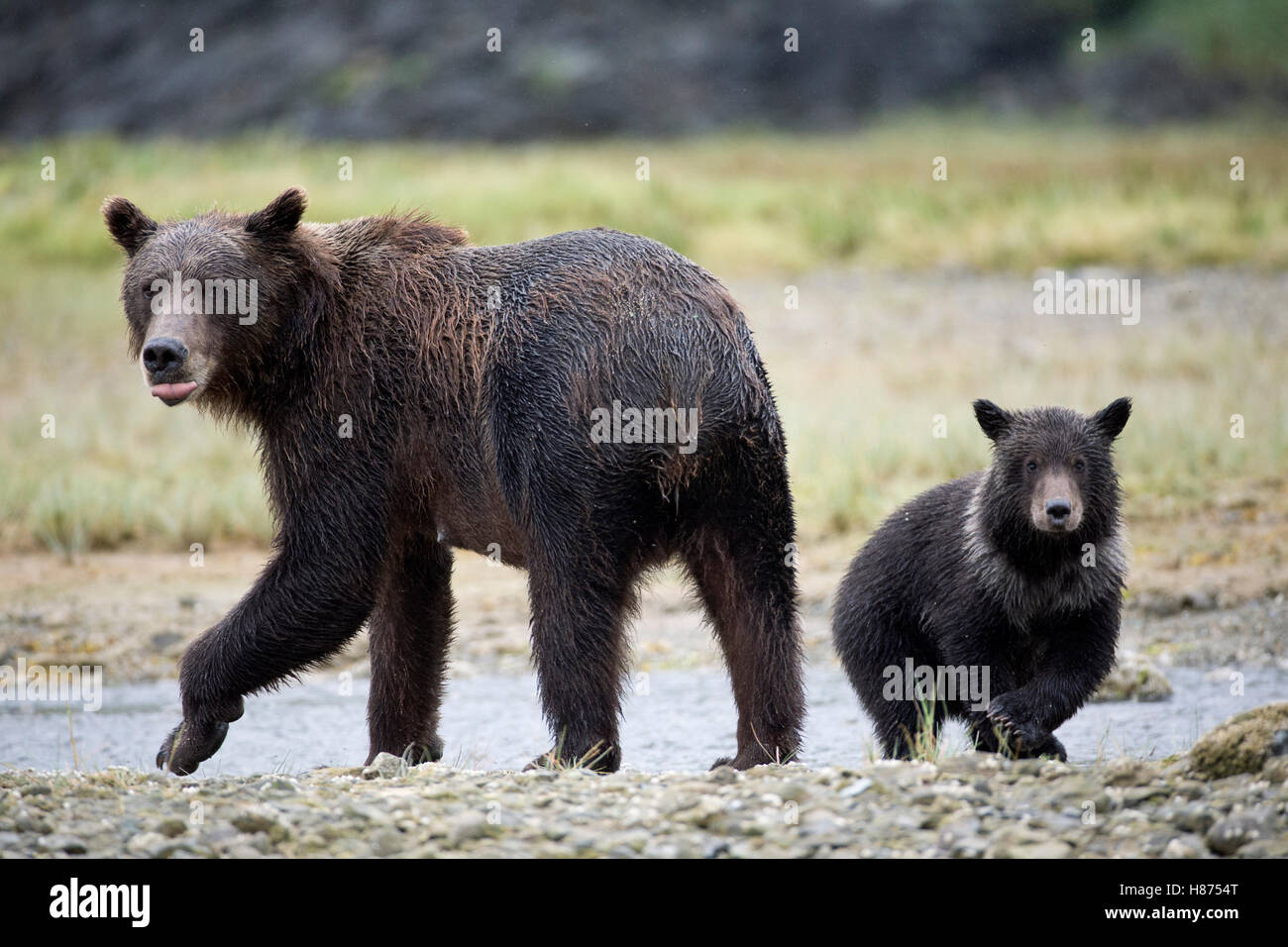 Grizzly Bear (Ursus arctos horribilis) mother and cub, Geographic ...