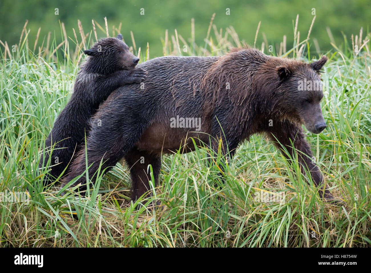 Grizzly Bear (Ursus arctos horribilis) mother and playing cub ...