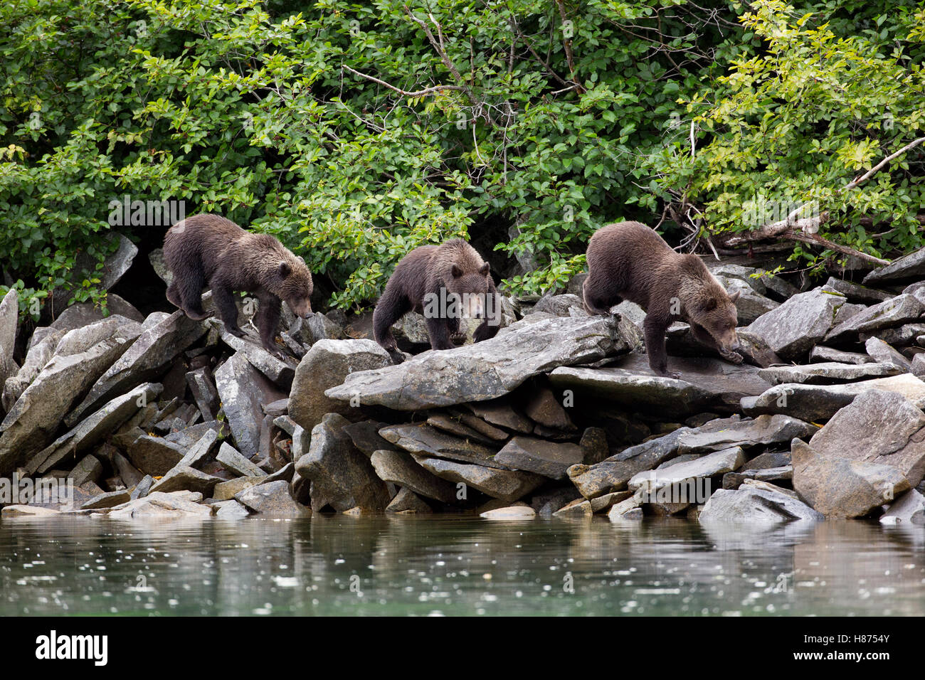 Grizzly Bear (Ursus arctos horribilis) yearling cubs walking along ...