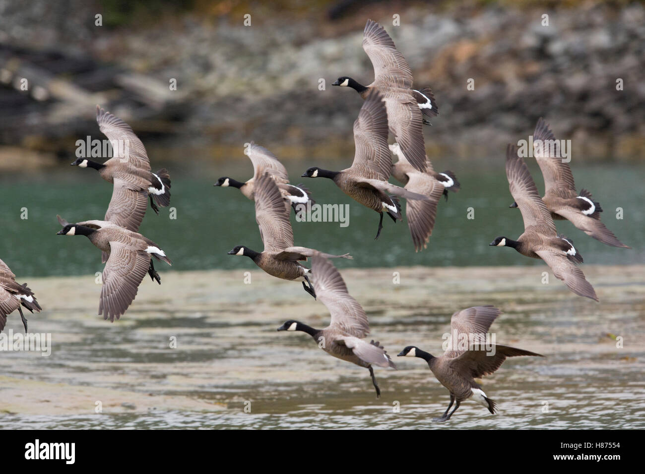 Canada Goose (Branta canadensis) flock landing, Prince William Sound ...