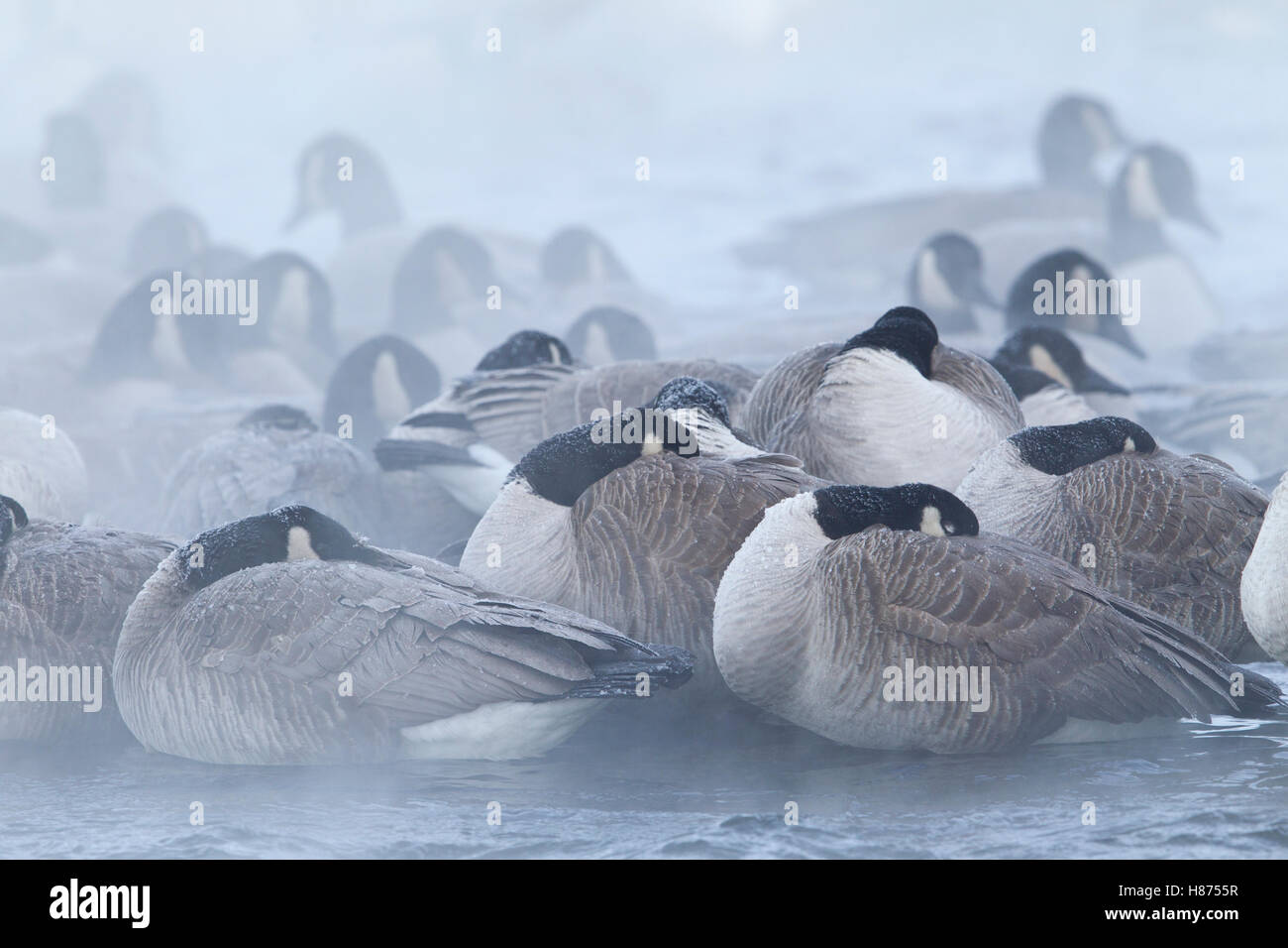 Canada Goose (Branta canadensis) flock resting, Missouri River, central ...