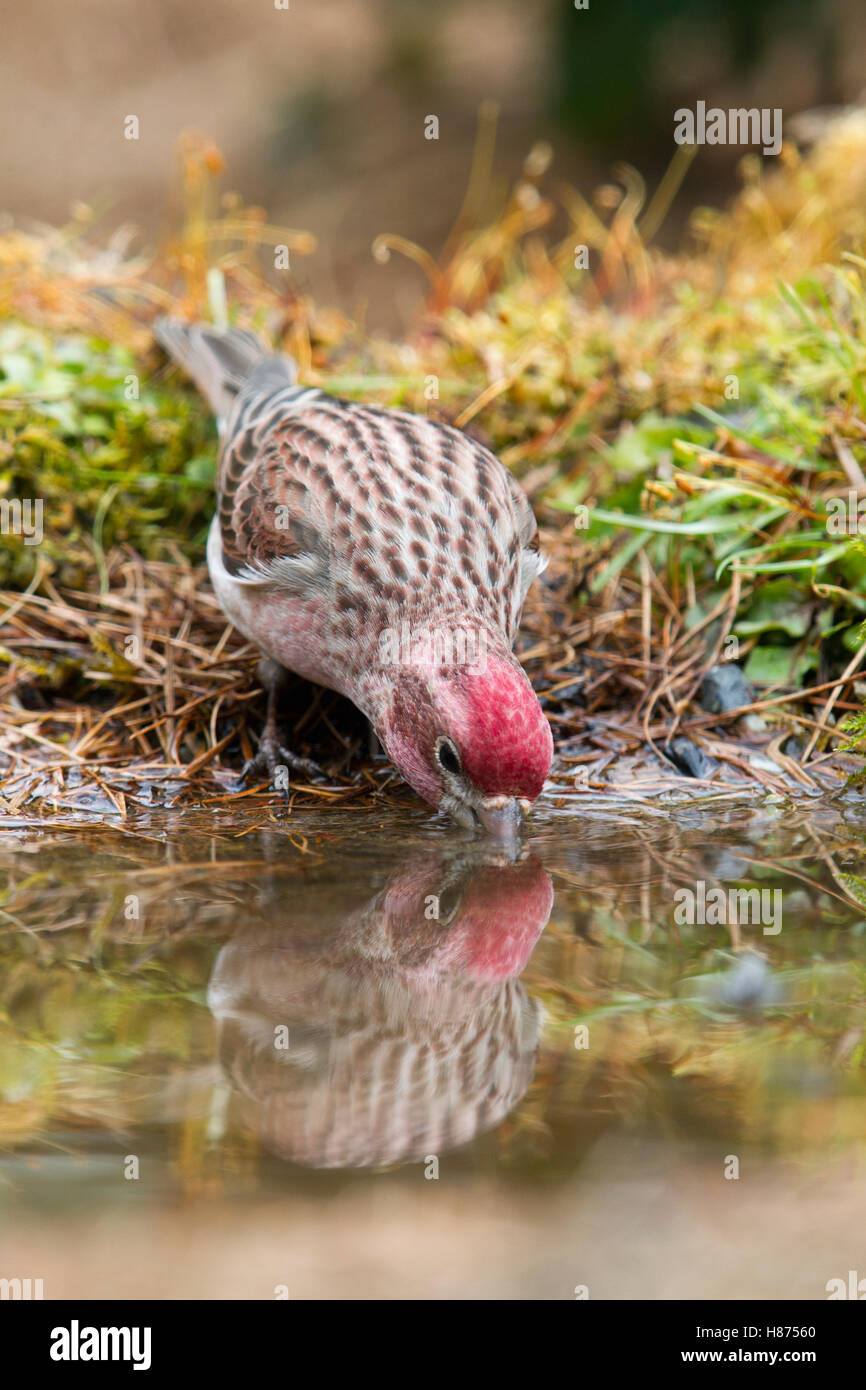 Cassin's Finch (Carpodacus cassinii) male drinking from spring, western ...