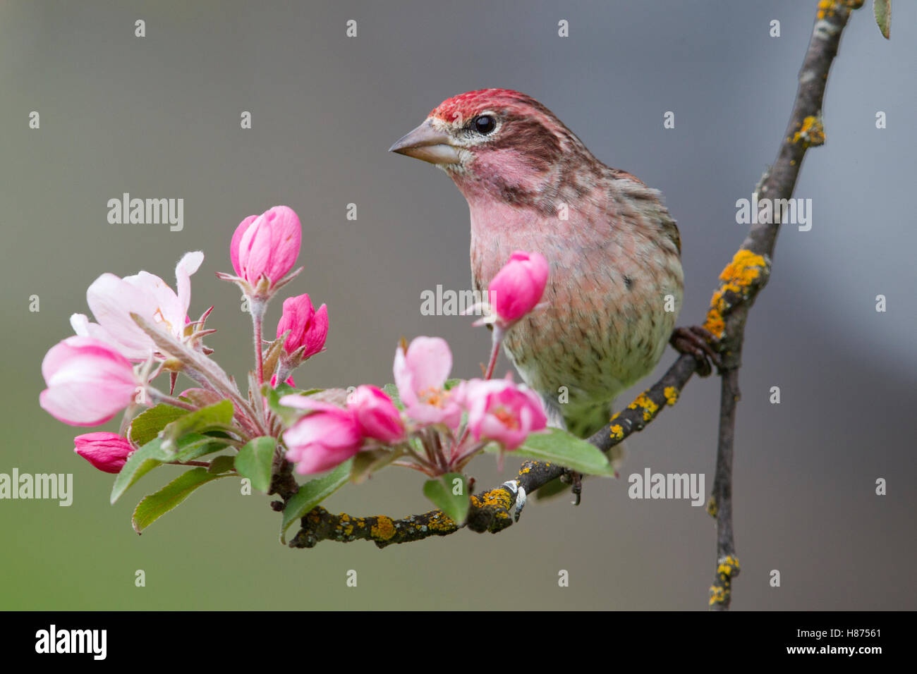 Cassin's Finch (Carpodacus cassinii) male, western Montana Stock Photo ...