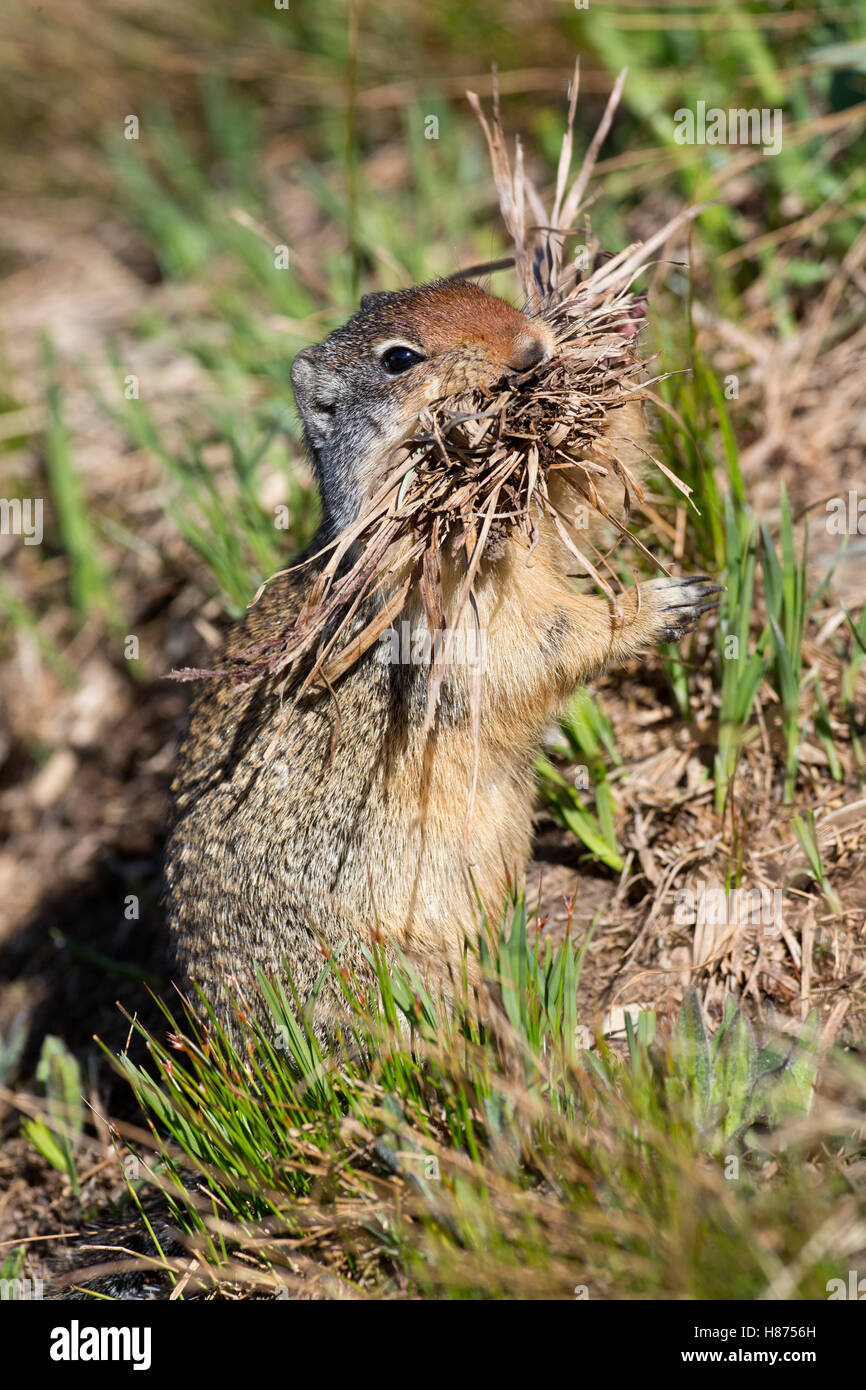 Columbian Ground Squirrel (Spermophilus columbianus) carrying grass for ...