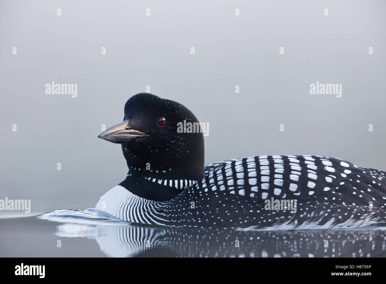 Common Loon (Gavia immer), western Montana Stock Photo - Alamy