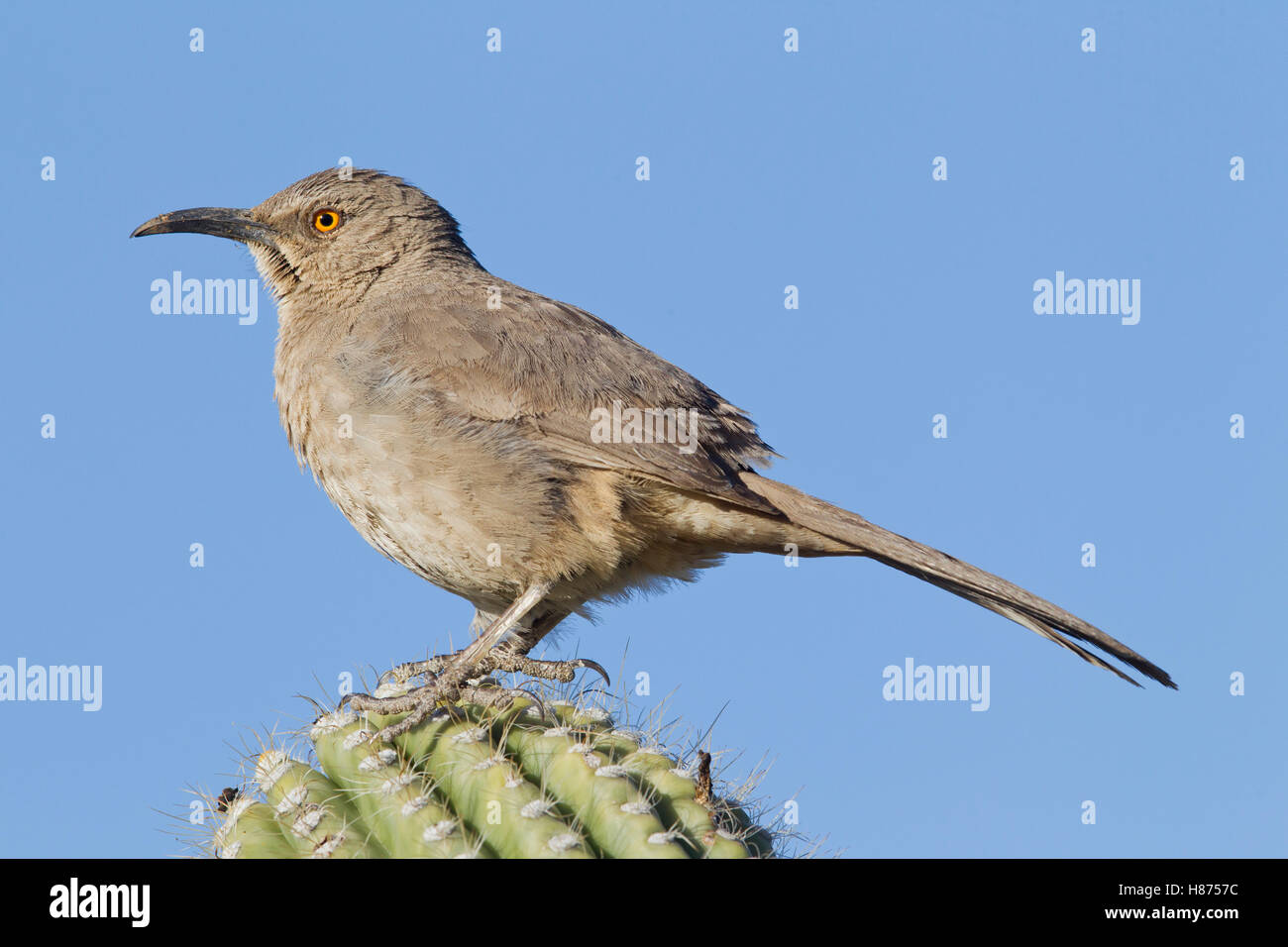 Curve-billed Thrasher (Toxostoma curvirostre), southern Arizona Stock ...