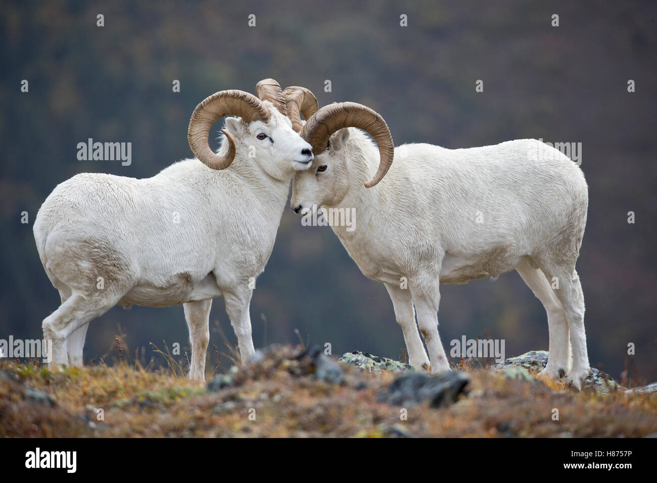 Dall's Sheep (Ovis dalli) rams posturing, central Alaska Stock Photo ...