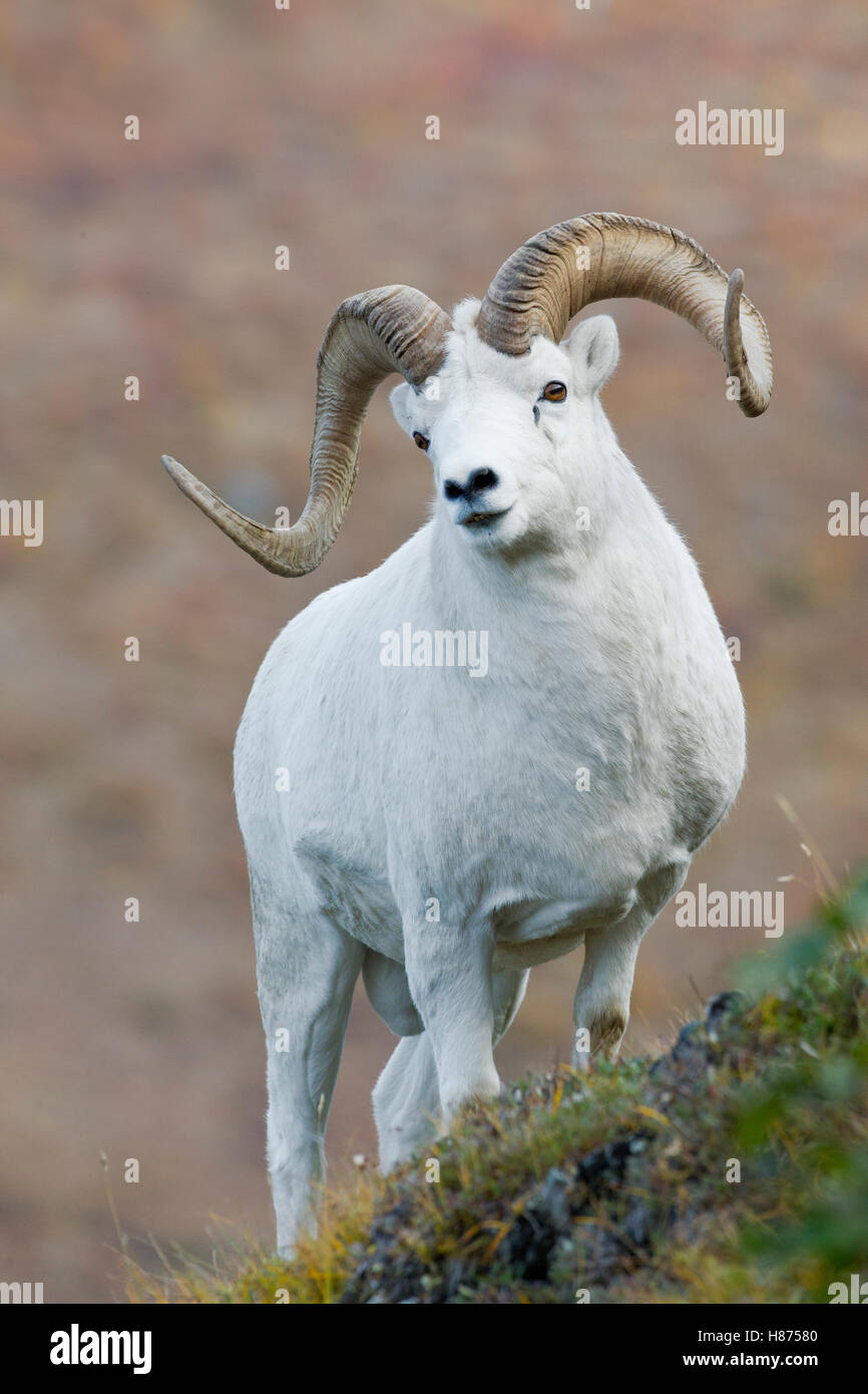 Dall's Sheep (Ovis dalli) ram, central Alaska Stock Photo - Alamy