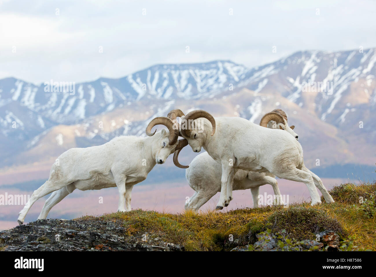 Dall's Sheep (Ovis dalli) rams fighting, central Alaska Stock Photo - Alamy