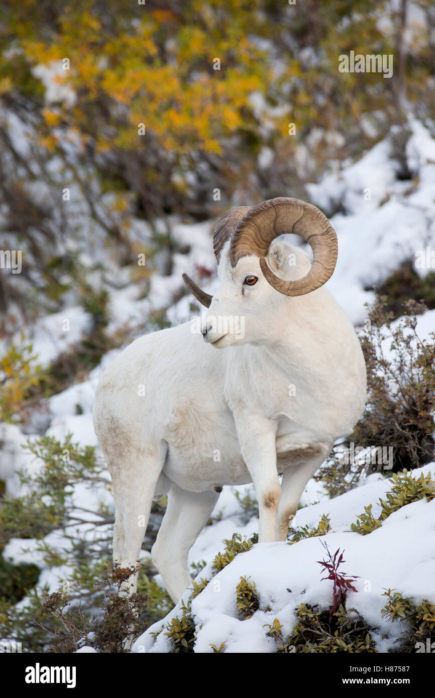 Dall's Sheep (Ovis dalli) ram, central Alaska Stock Photo - Alamy