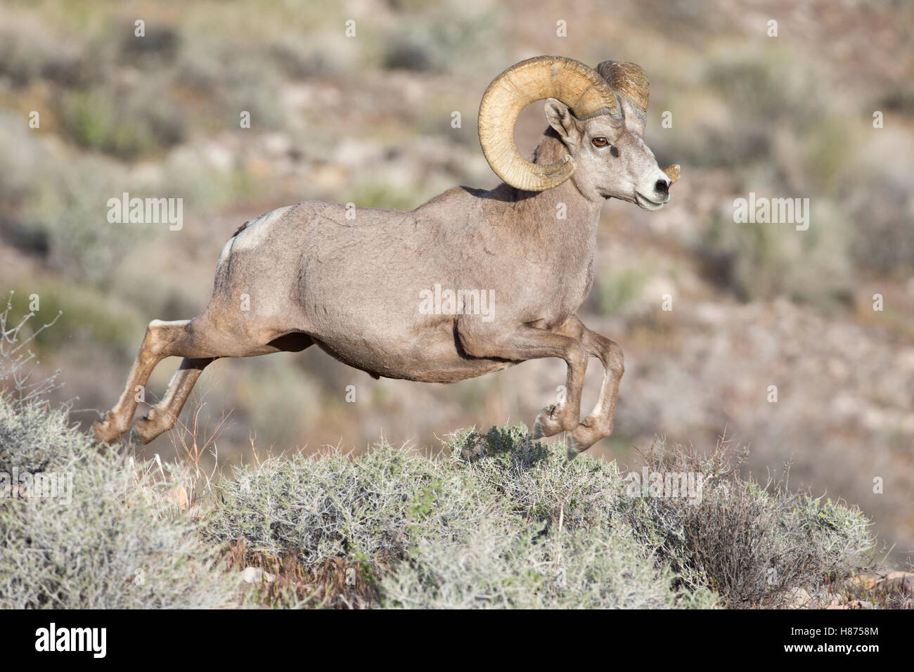 Desert Bighorn Sheep (Ovis canadensis nelsoni) ram running, southern ...