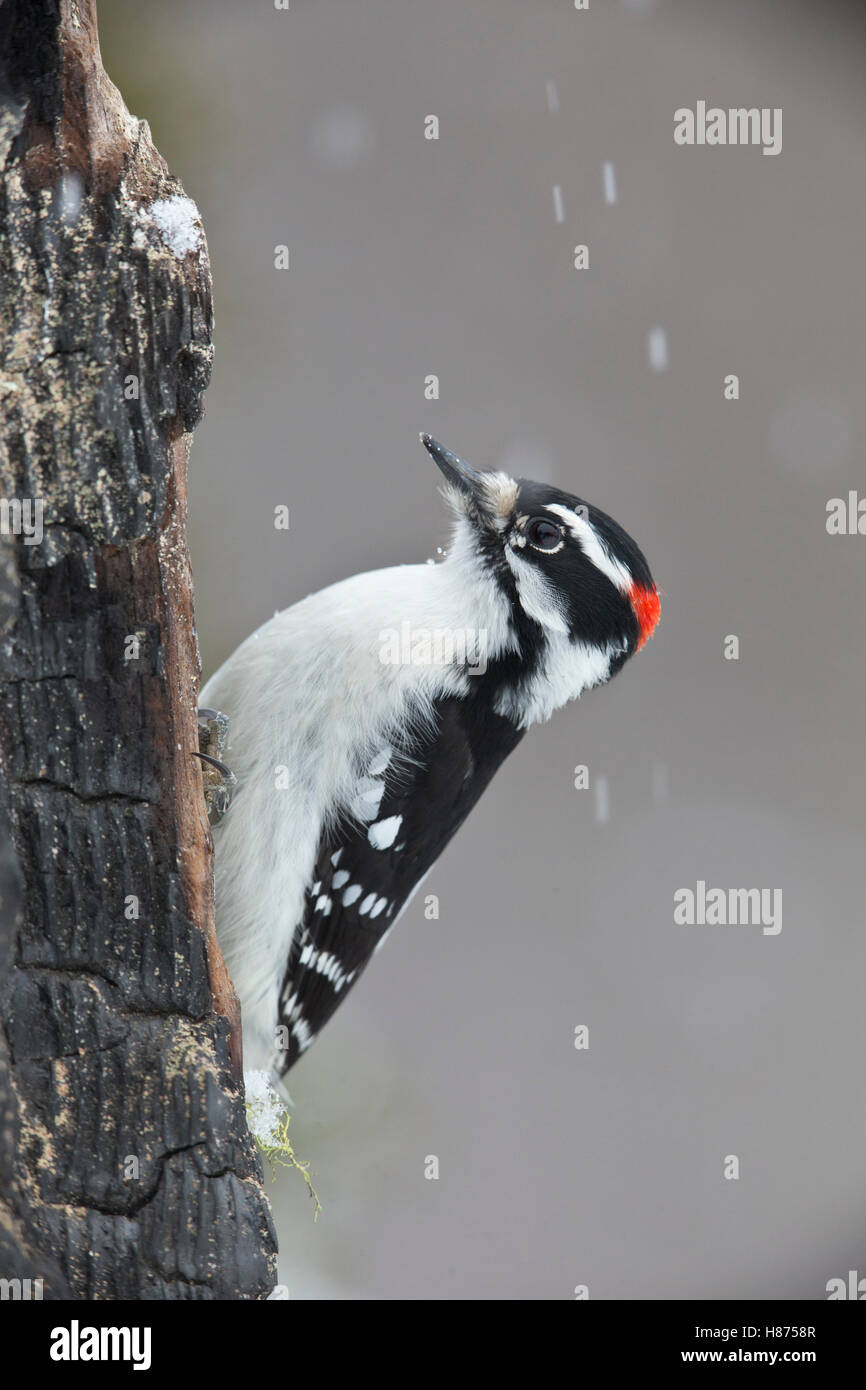 Downy Woodpecker (Picoides pubescens) male, western Montana Stock Photo ...