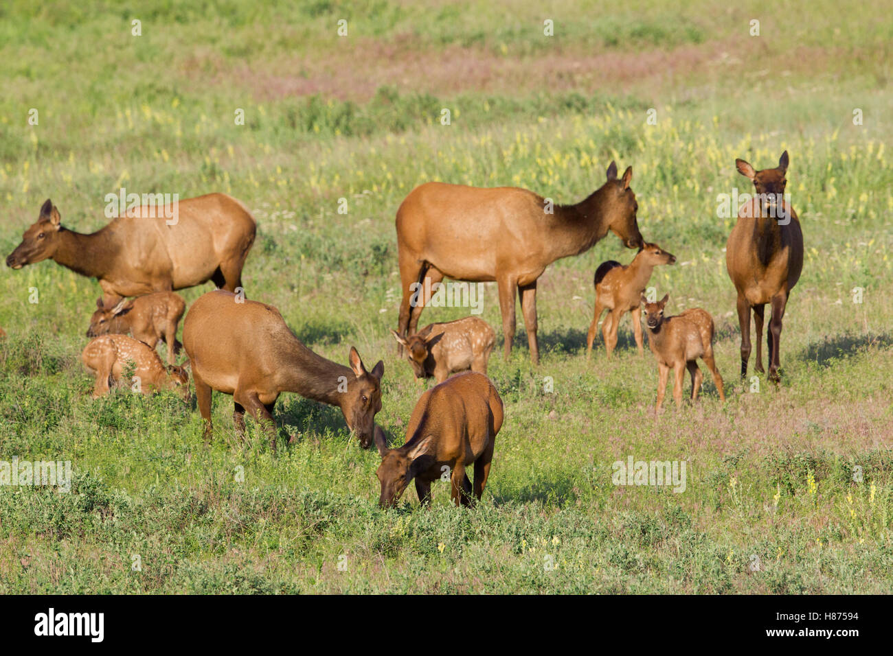 Elk (Cervus elaphus) females and calves, central Montana Stock Photo ...