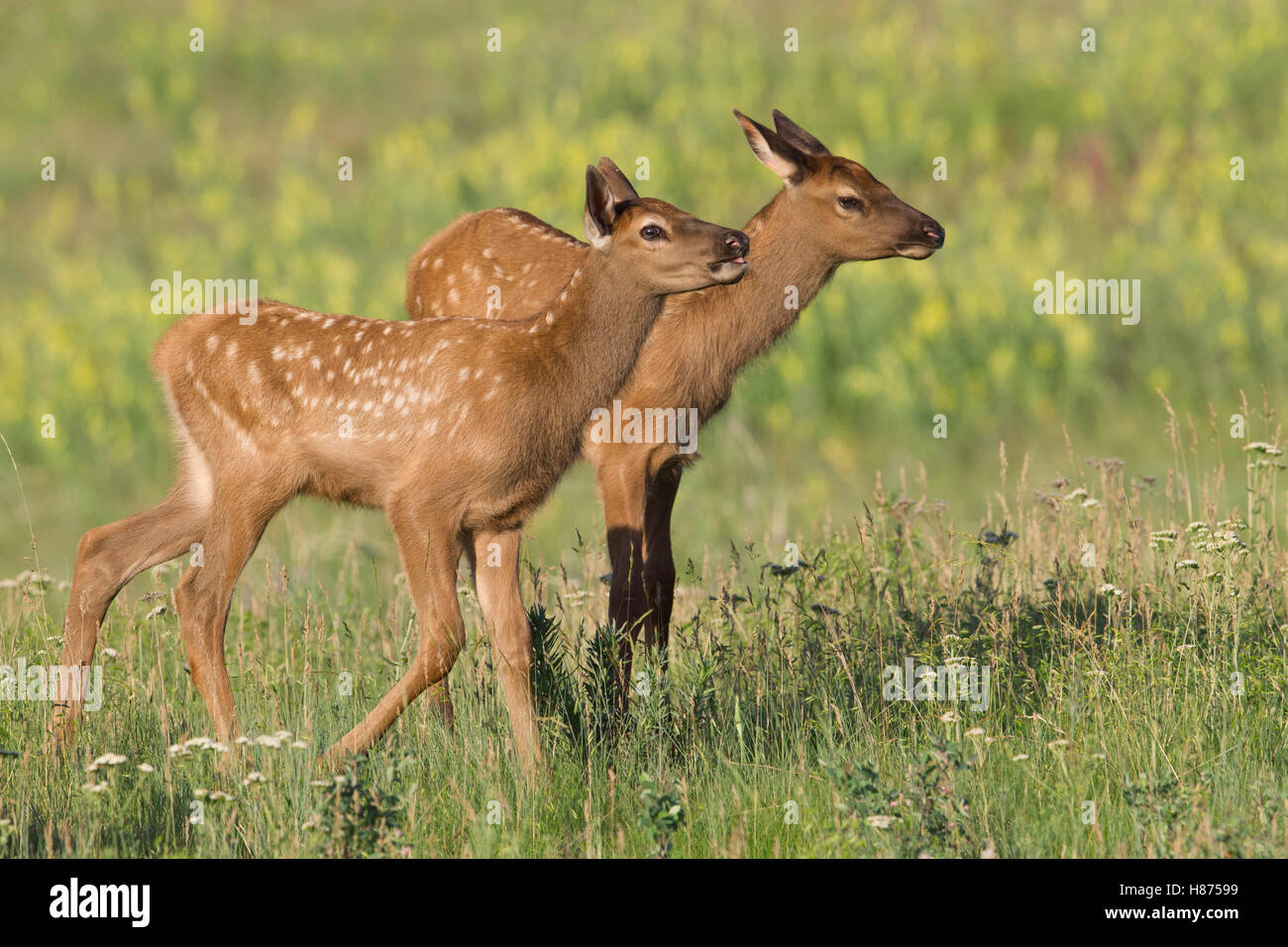 Elk (Cervus elaphus) calves playing, central Montana Stock Photo - Alamy