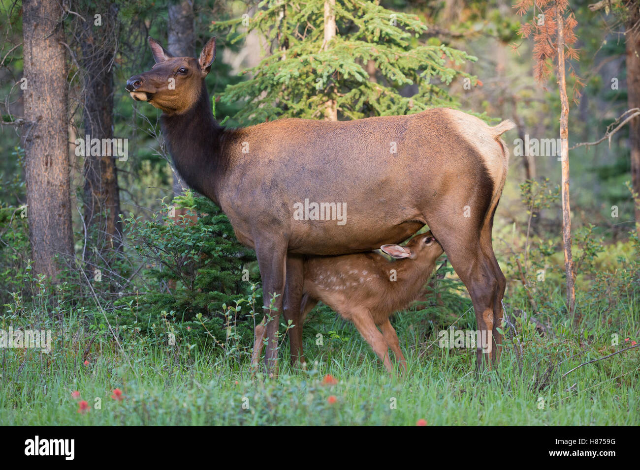 Elk (Cervus elaphus) female nursing calf, western Canada Stock Photo ...