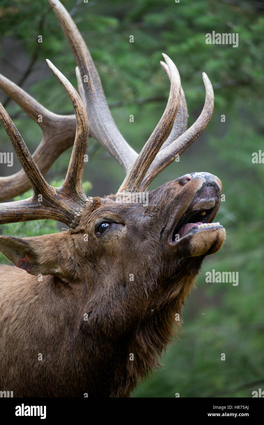 Elk (Cervus elaphus) bull flehming, western Canada Stock Photo - Alamy
