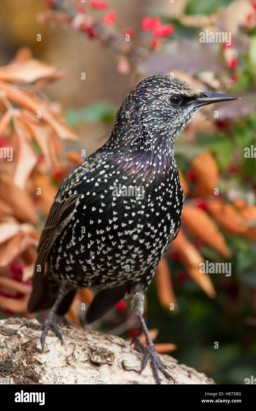 Common Starling (Sturnus vulgaris), western Montana Stock Photo - Alamy