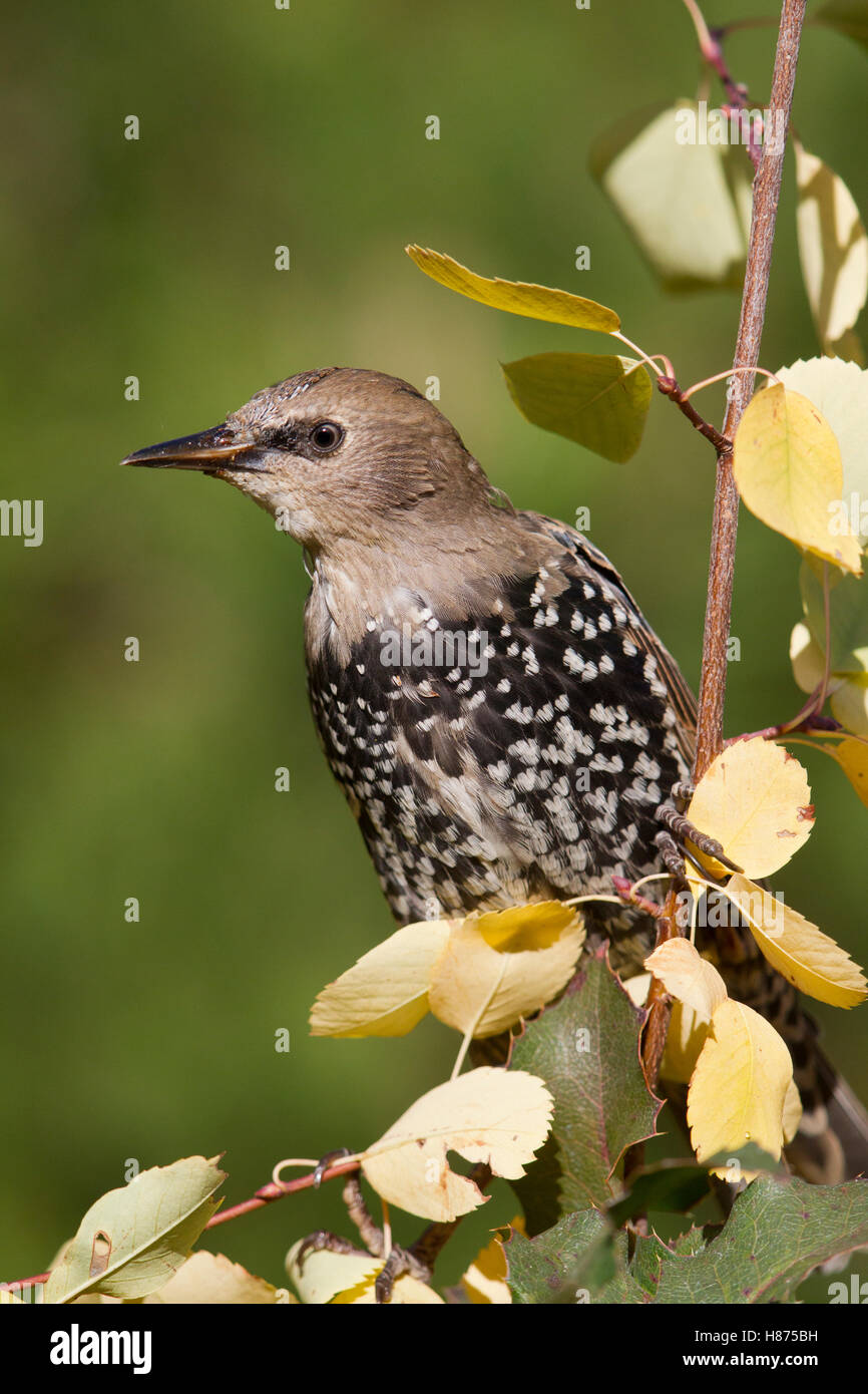 Common Starling (Sturnus vulgaris) juvenile, western Montana Stock ...