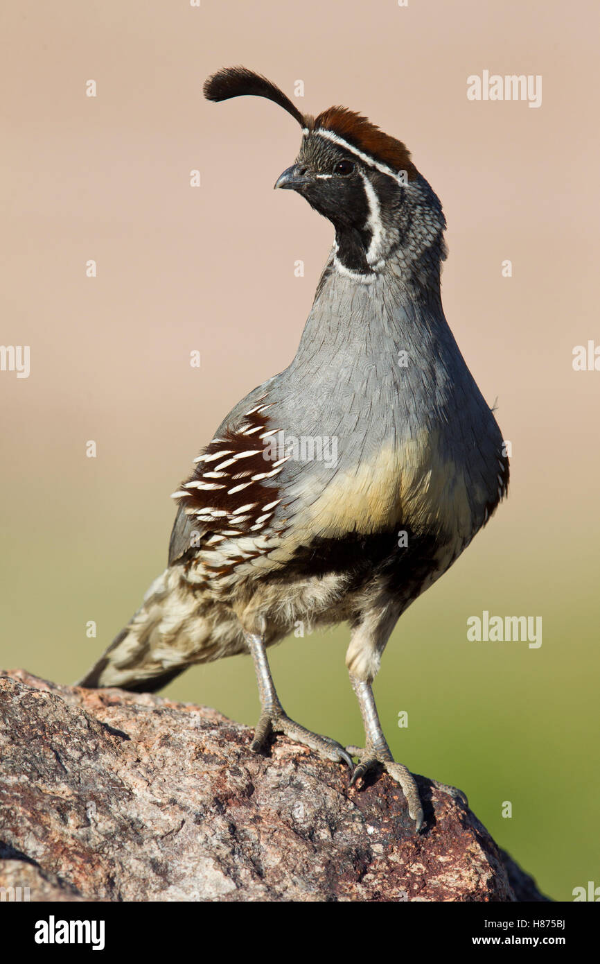 Gambel's Quail (Callipepla gambelii) male, southern Nevada Stock Photo ...