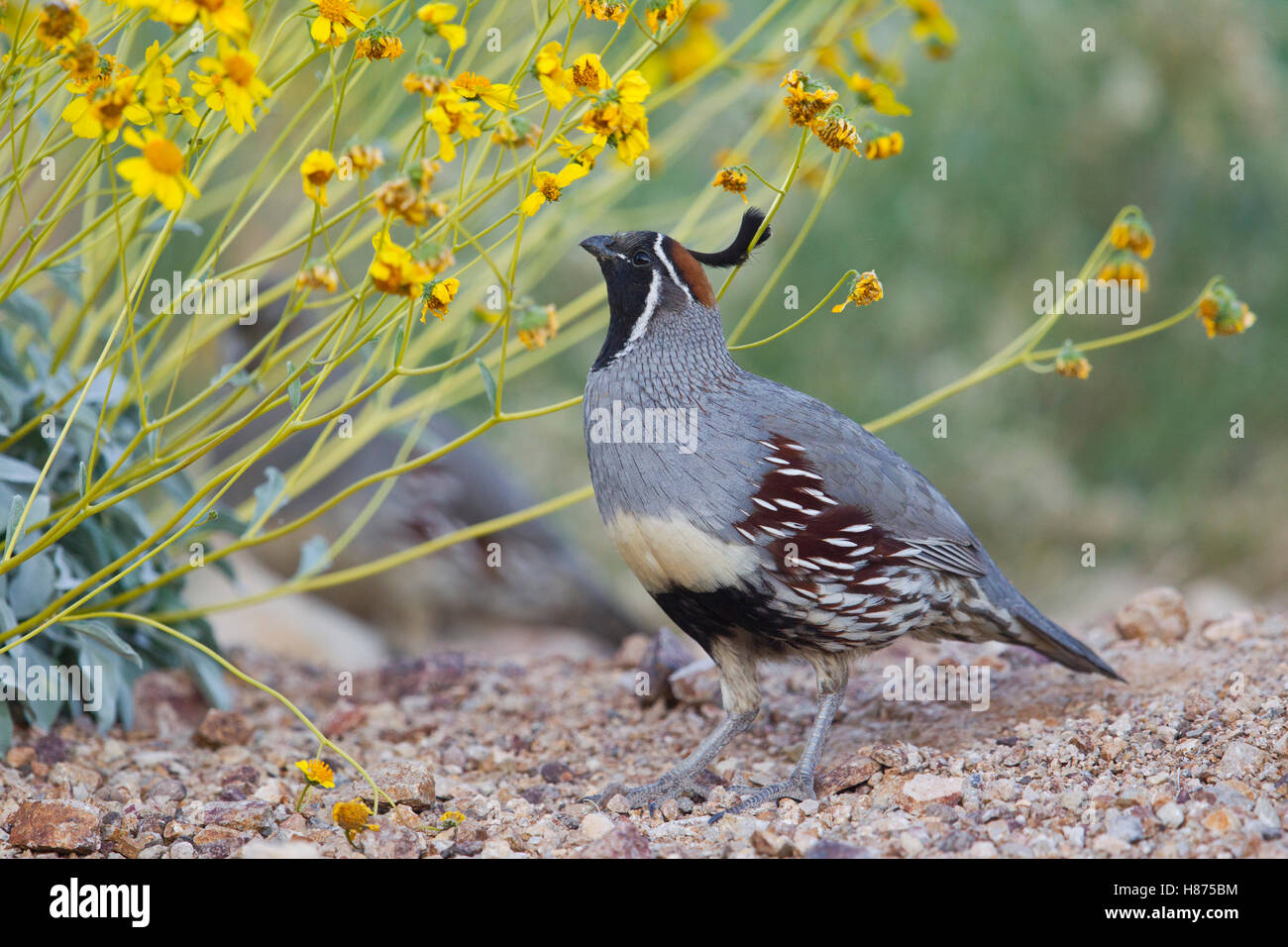 Gambel's Quail (Callipepla gambelii) male, southern Nevada Stock Photo ...