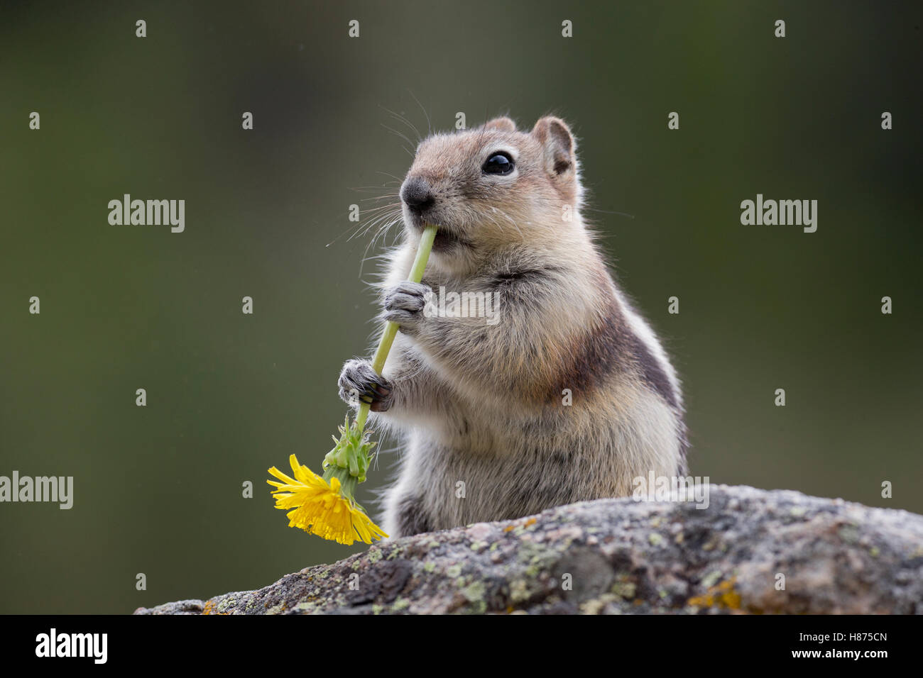 Golden-mantled Ground Squirrel (Callospermophilus lateralis) feeding on ...