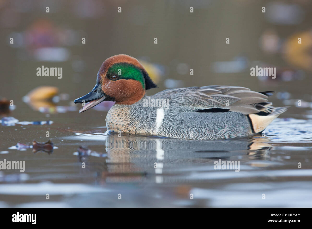 Common Teal (Anas crecca) male calling, central Montana Stock Photo - Alamy