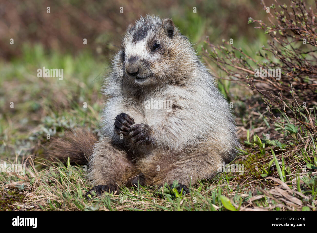 Hoary Marmot (Marmota caligata), western Montana Stock Photo - Alamy