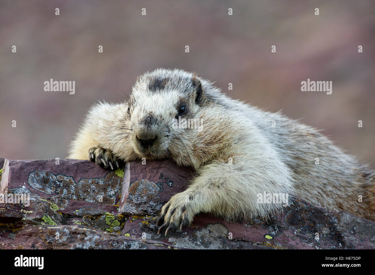 Hoary Marmot (Marmota caligata) lying on rock, western Montana Stock ...