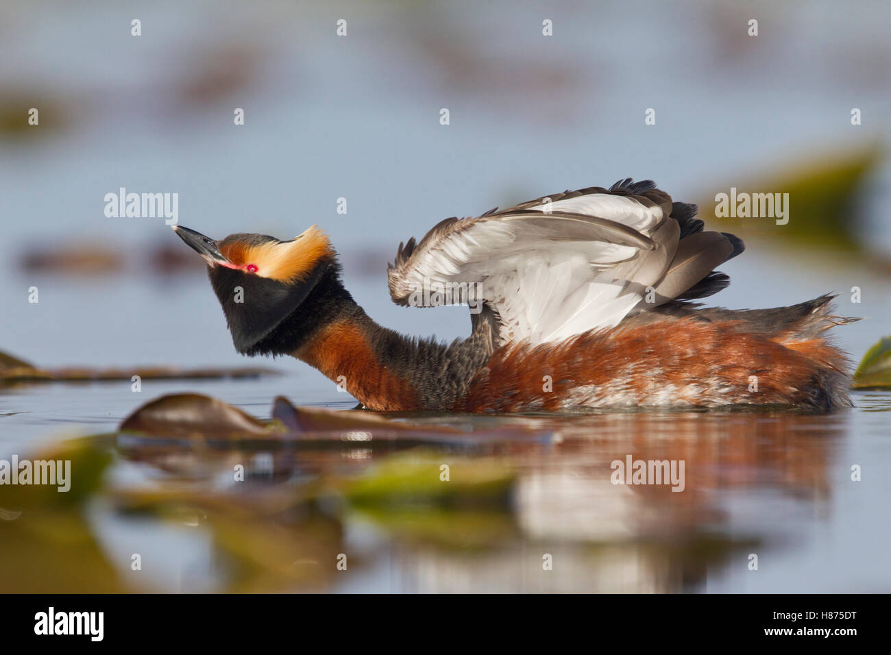 Horned Grebe (Podiceps auritus) stretching, southern Alaska Stock Photo ...