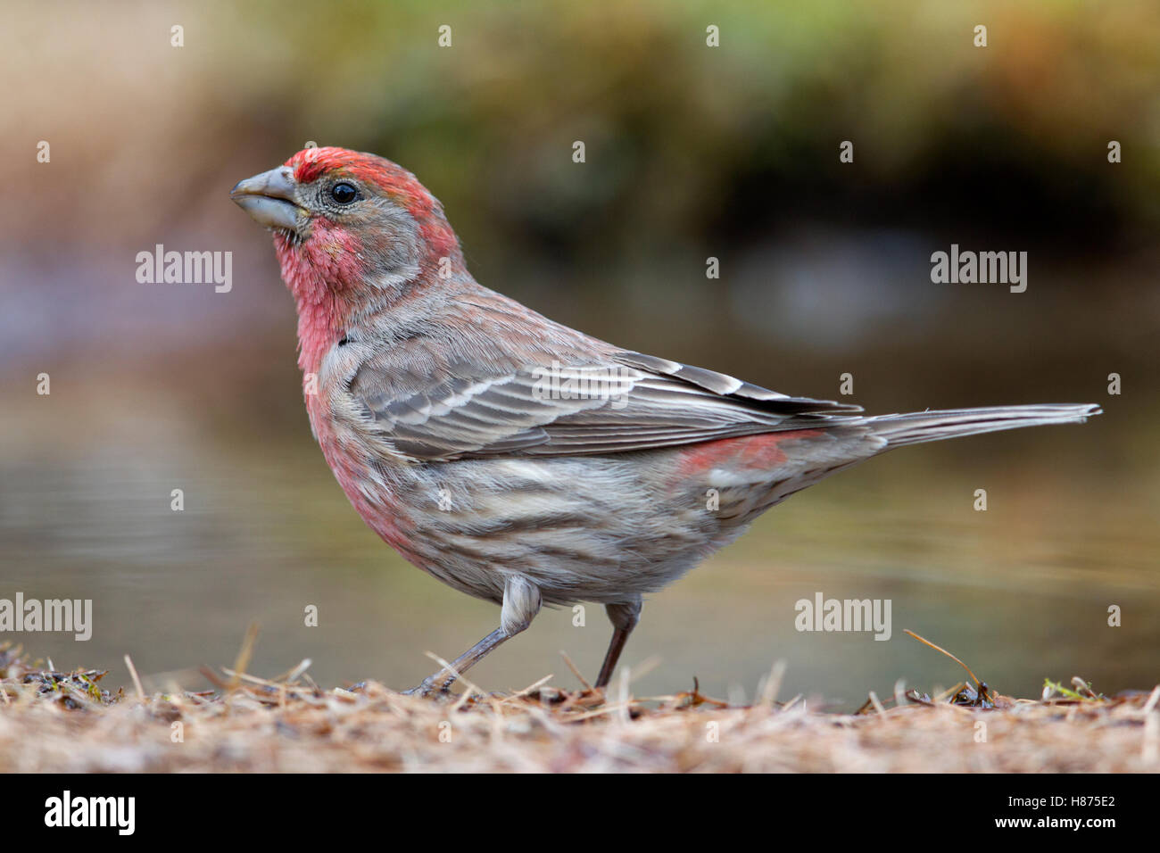House Finch (Carpodacus mexicanus) male at pond, western Montana Stock ...
