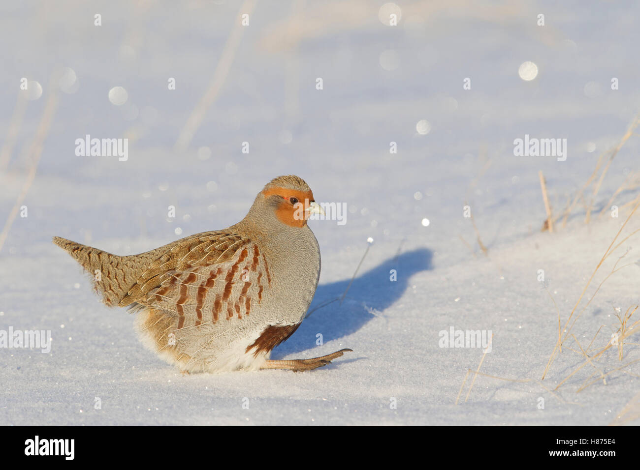 European Partridge (Perdix perdix) in snow, central Montana Stock Photo ...