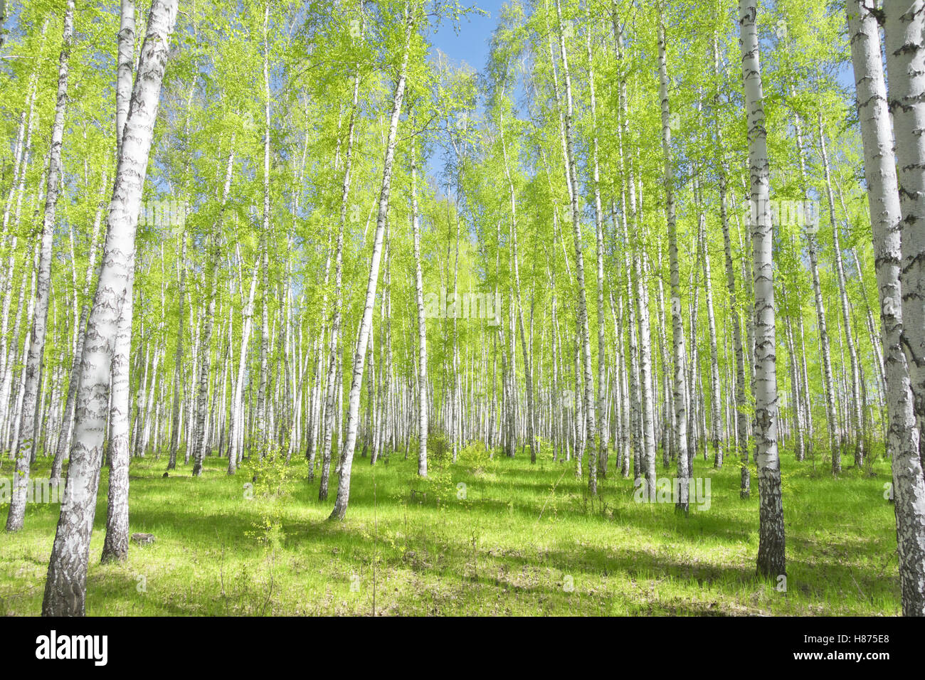 bright birch forest Stock Photo - Alamy
